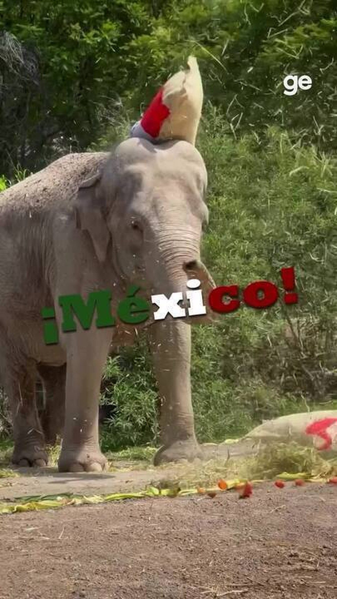 Elefante asiático prevê vitória do México sobre Coreia do Sul; assista | Ge