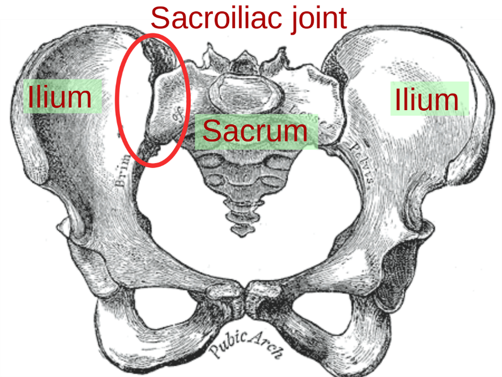 Exercicio Para Dor No Sacro