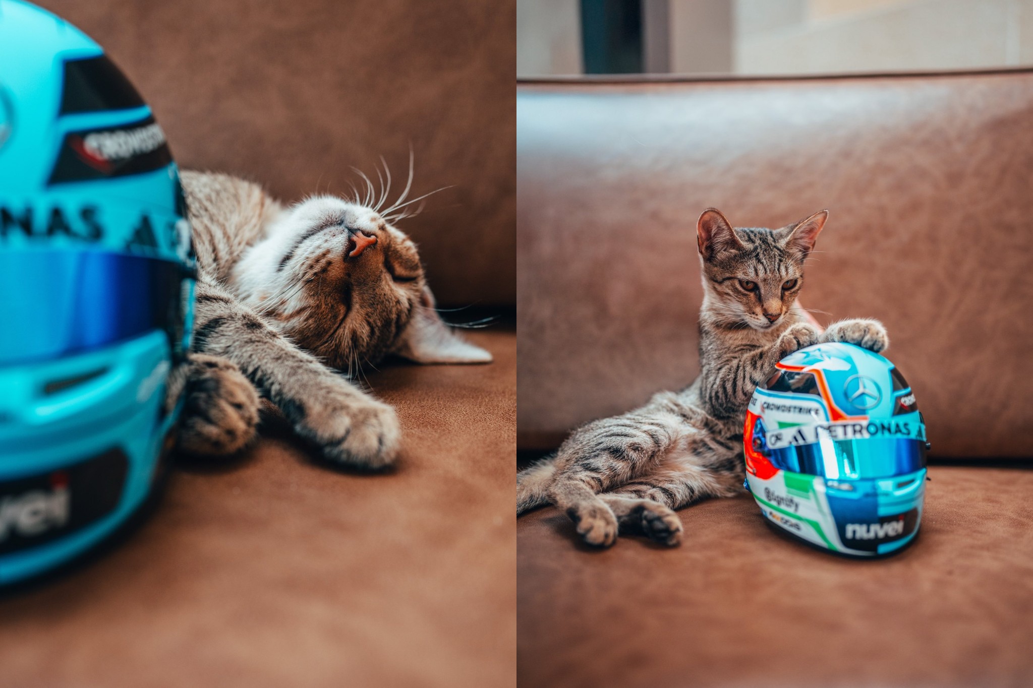 Gatinho "invade" circuito e vira estrela de paddock da F1; veja | Ge
