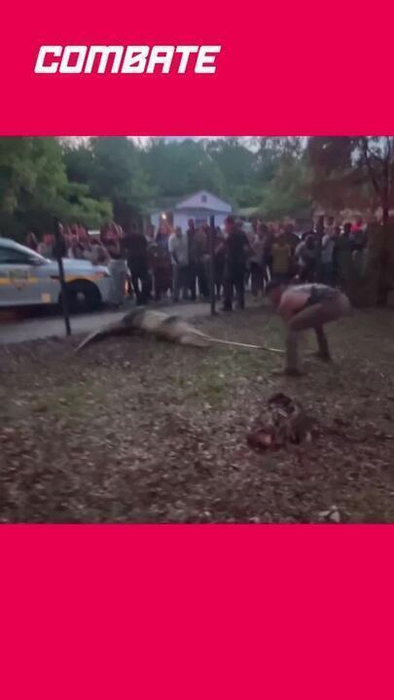 Vídeo: lutador de MMA viraliza ao controlar jacaré de 3 metros ...