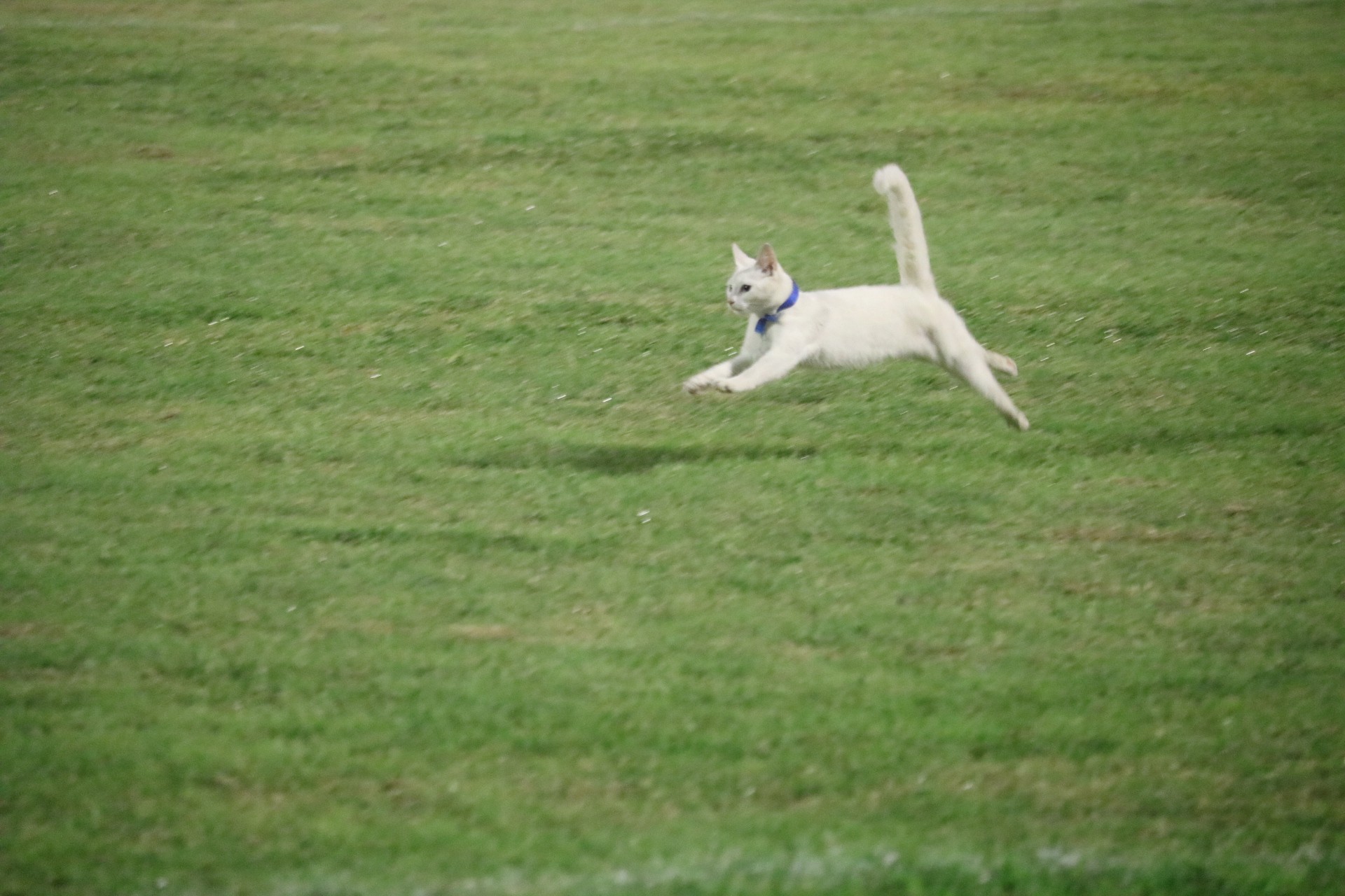 Mascote do Piauiense? Gato invade campo e dribla árbitro e jogador ...