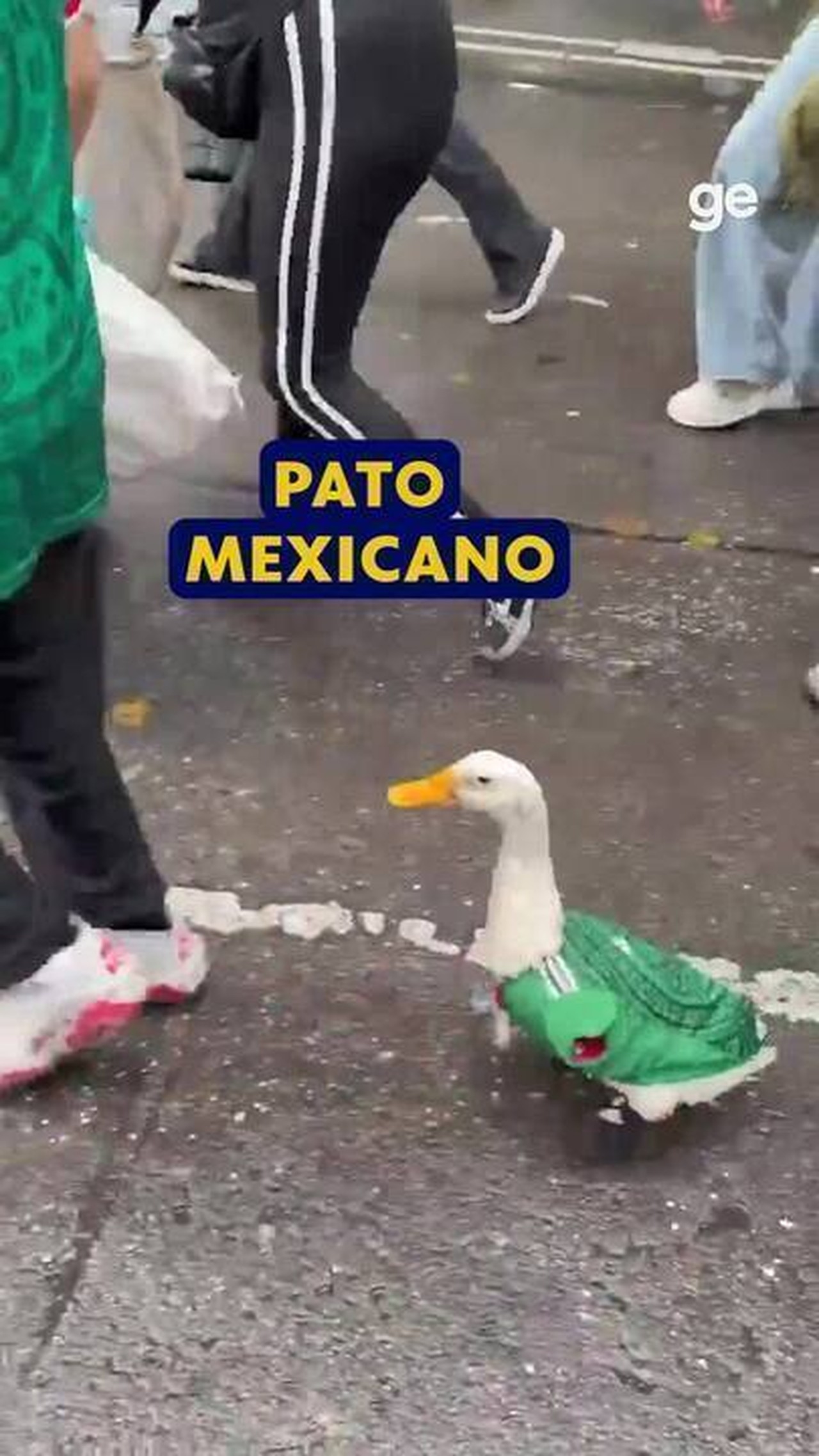 Patos na Copa do Mundo: animais viram mascotes virais durante torneio | Ge